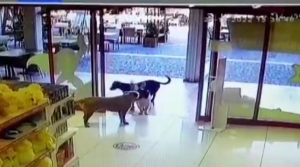 Όλα είναι καταγεγραμμένα: Αδέσποτα σκυλιά συνεργάζονται για να ...