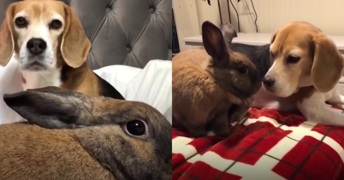 Μια διαφορετική φιλία: Σκύλος και λαγουδάκι γίνονται οι καλύτεροι φίλοι και παίζουν μαζί στο ...