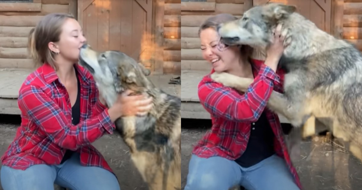 Λυκόσκυλο δείχνει τη γλυκιά της πλευρά όταν συστήνεται στην οικογένεια του διασώστη της - Petkeepers