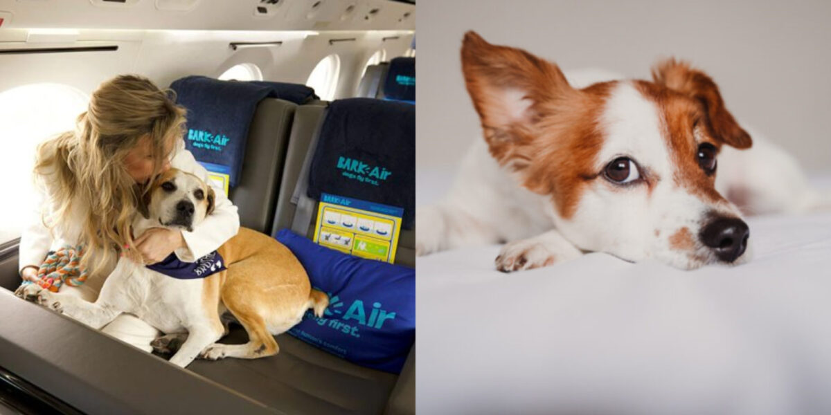 BARK Air: Η πρώτη πολυτελή αεροπορική εταιρεία στον κόσμο για σκύλους ...