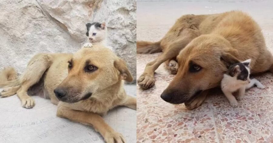 Μικρό γατάκι χάνει τη μαμά του και υιοθετείται από αδέσποτο σκύλο ...