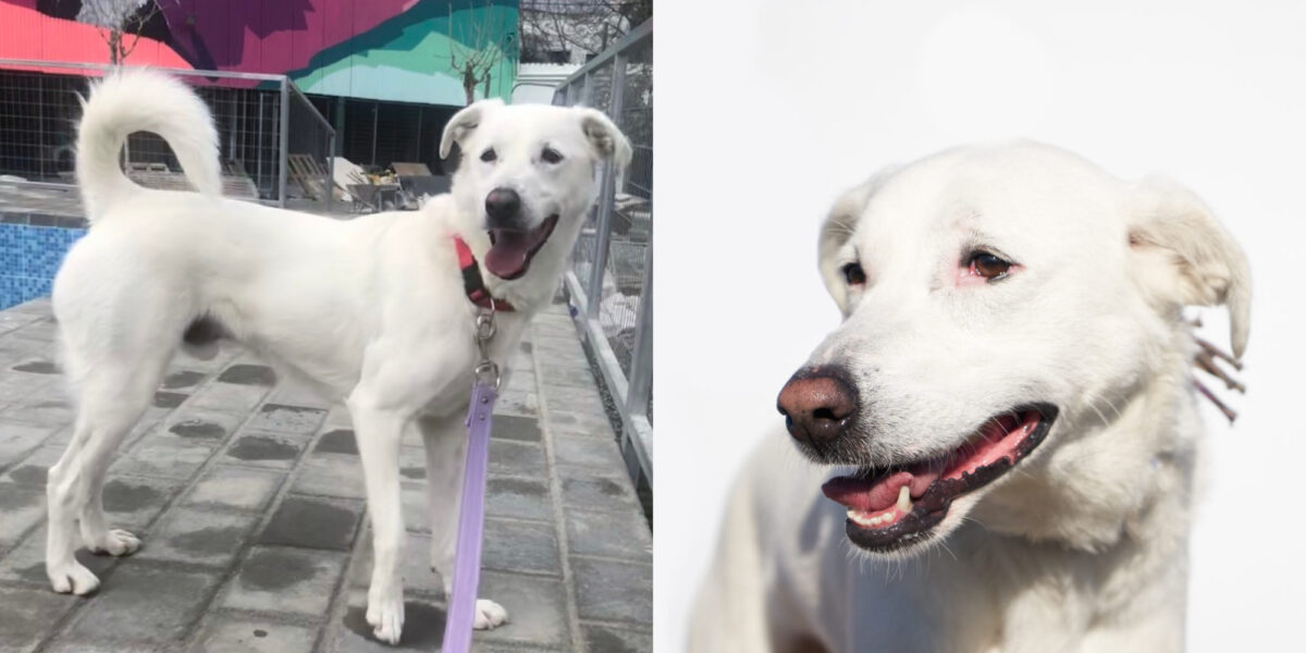 Γνωρίστε τον Argo: Ο πρίγκιπας της καρδιάς σας σε αναζήτηση παντοτινής ...