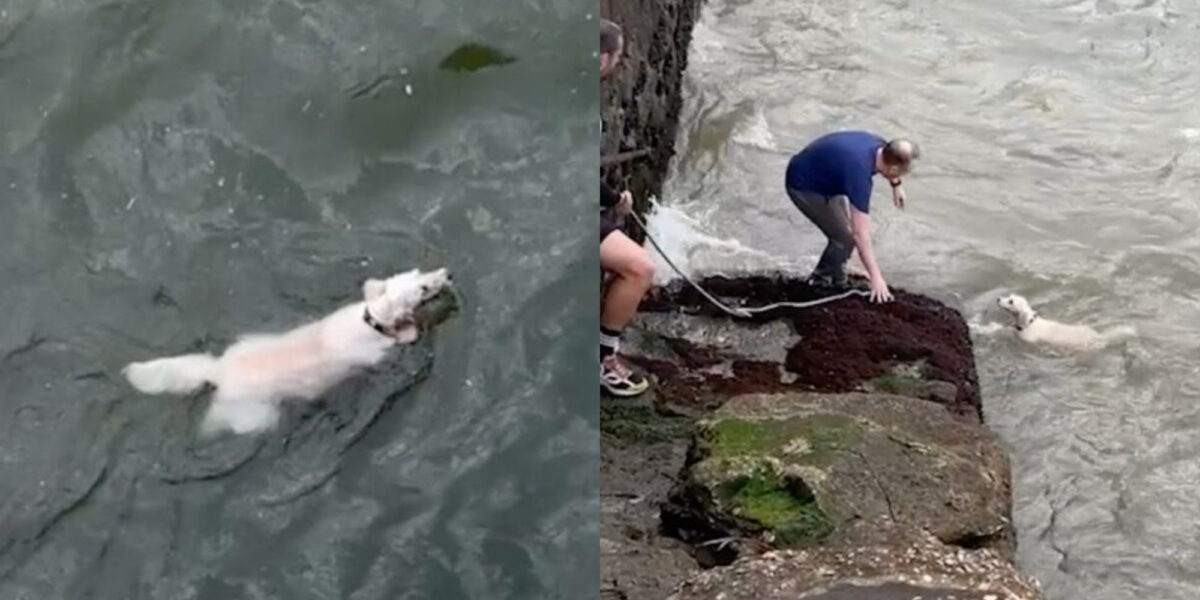 Απίστευτη διάσωση: Σκύλος πέφτει σε ποτάμι και ομάδα ανθρώπων σπεύδουν ...