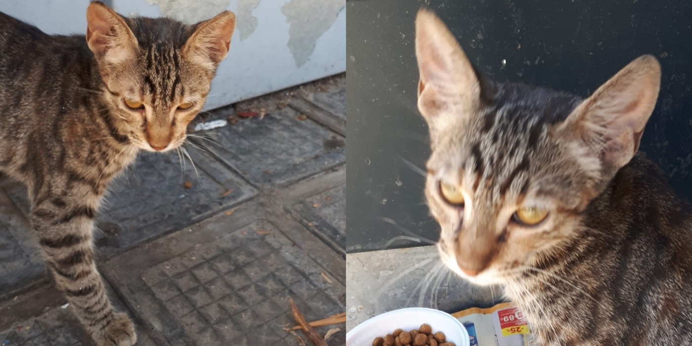 Γνωρίστε τη Δάφνη: Μια πανέμορφη γατούλα που περιμένει να βρει το ...