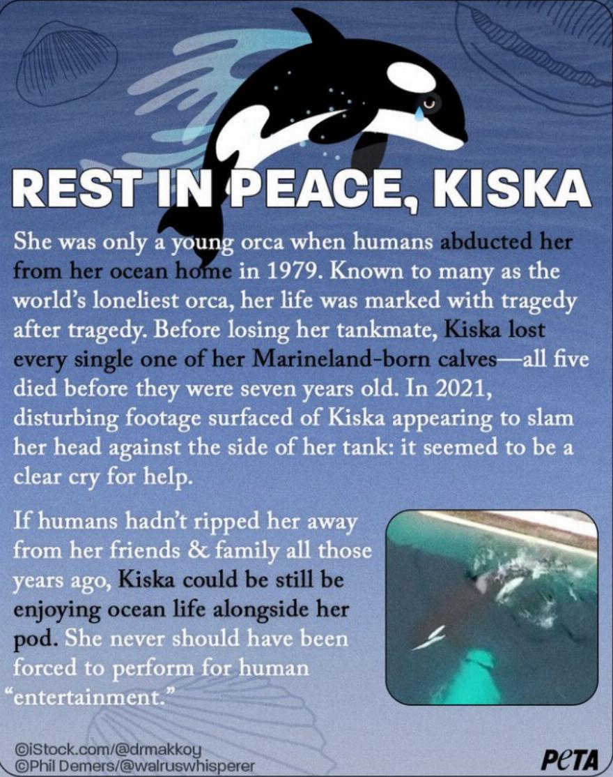 Ήταν σε αιχμαλωσία 40 χρόνια: Πέθανε η Kiska, η πιο μοναχική φάλαινα ...