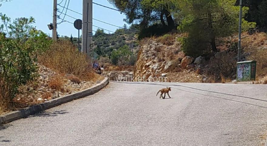 Έμειναν άφωνοι οι κάτοικοι: Μικρό αλεπουδάκι εμφανίστηκε στην ...