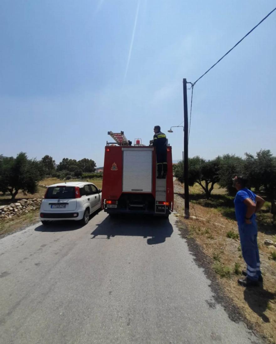 Μπράβο τους: Πυροσβέστες απεγκλώβισαν γάτα από… δημοτικό στύλο φωτισμού