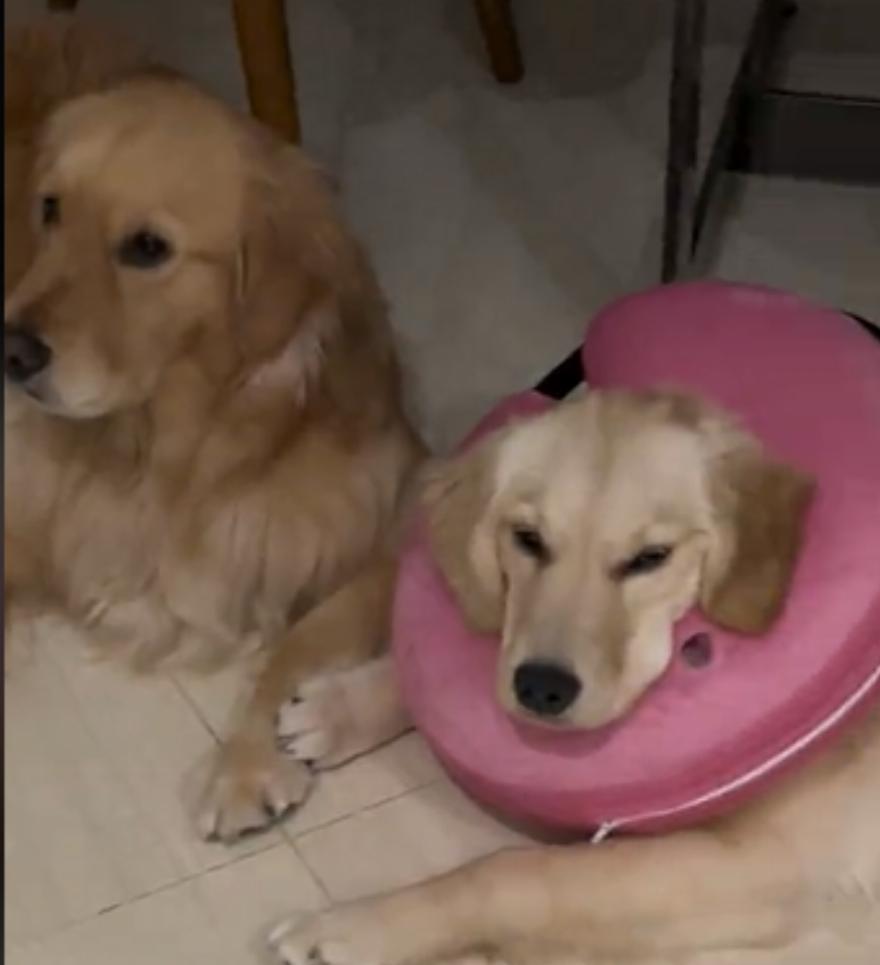 Κάνει το γύρο του διαδικτύου: Golden Retriever ξαναβλέπει την αδελφή ...