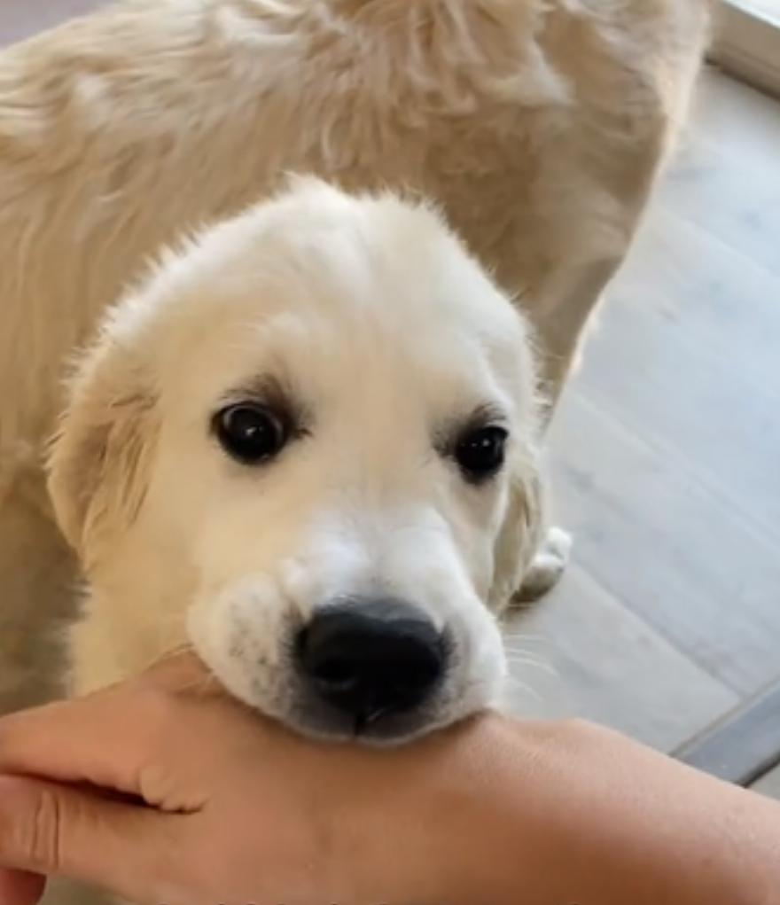 Viral βίντεο: Η αξιολάτρευτη αιτία που κουτάβι Golden Retriever ...