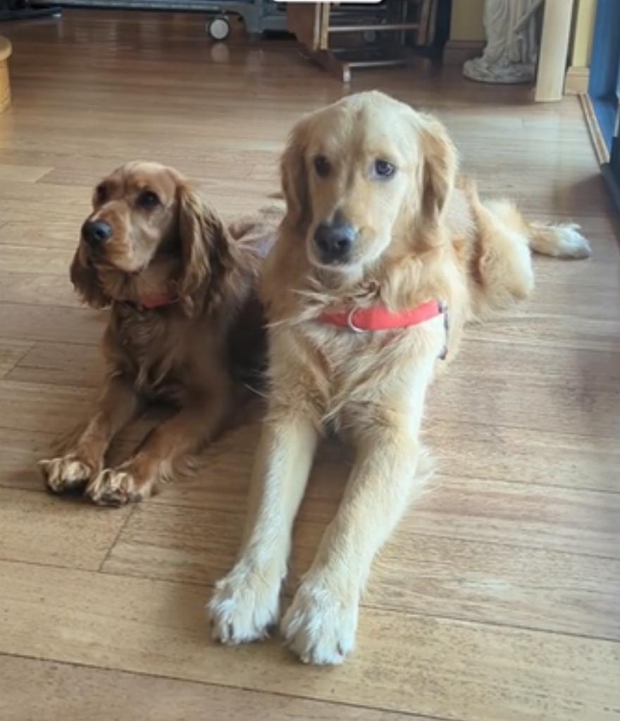 Έγινε viral: Golden Retriever διακόπτει την εκπαίδευση του αδελφού ...