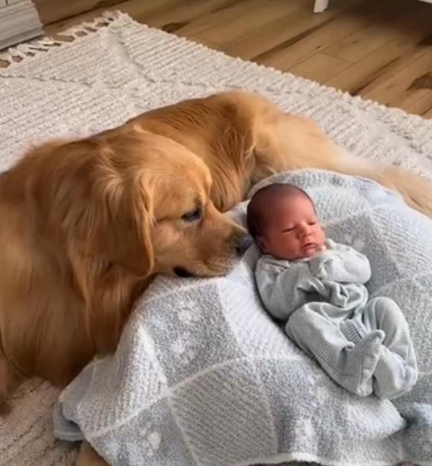 Τον αγαπάει τόσο πολύ: Ο δεσμός του Golden Retriever με το μωρό γίνεται ...