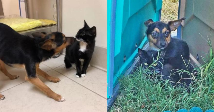 Ετικέτα: ΙΣΤΟΡΙΑ ΜΕ ΣΚΥΛΟ ΚΑΙ ΓΑΤΑ - Petkeepers